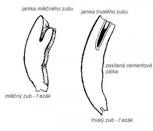 koniny :)) - Zuby koně